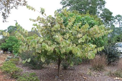 New Hanover County Arboretum - General Search Feature