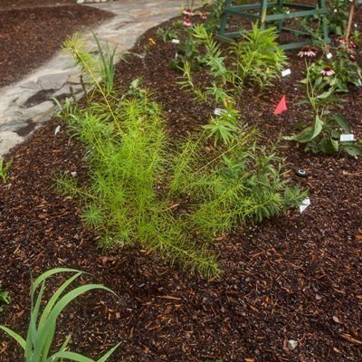 New Hanover County Arboretum - General Search Feature