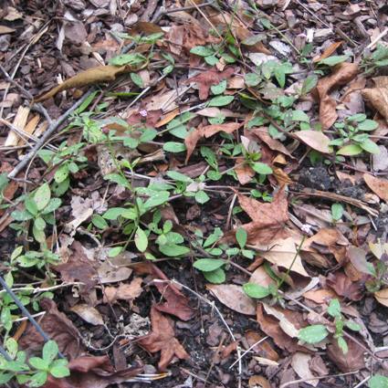 New Hanover County Arboretum - General Search Feature