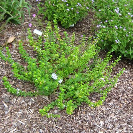 New Hanover County Arboretum - General Search Feature