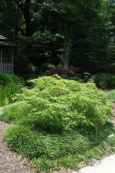 NHC Arboretum - Tree - Japanese Maple