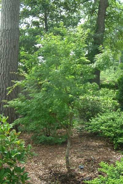 NHC Arboretum - Tree - Japanese Maple