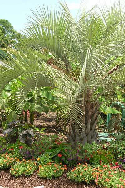 New Hanover County Arboretum - General Search Feature