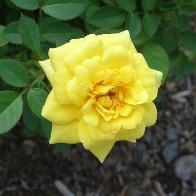 New Hanover County Arboretum - General Search Feature