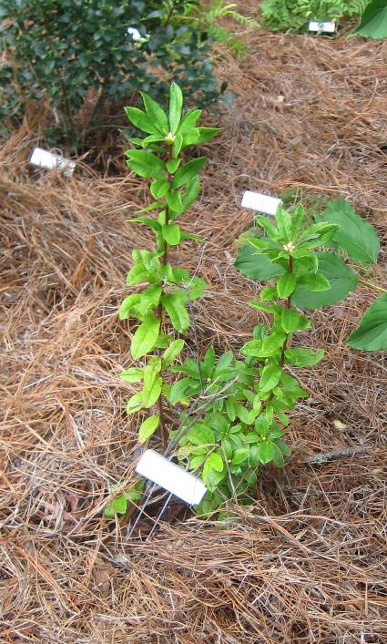 New Hanover County Arboretum - General Search Feature