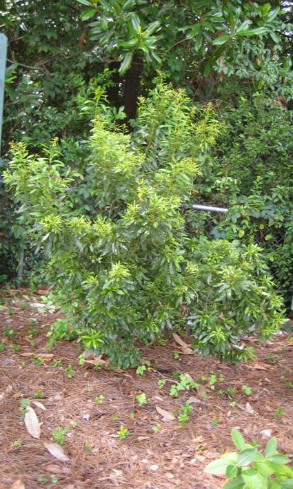 New Hanover County Arboretum - General Search Feature